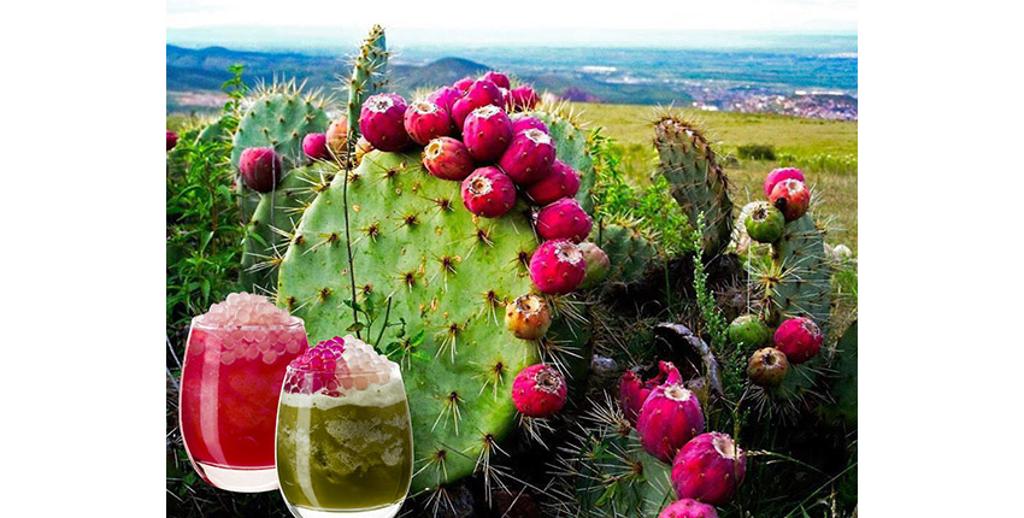 來自陽光島的故事！「CACTEA卡特茶」全台首創超療癒仙人掌手搖飲品牌 - 商情 - 工商時報